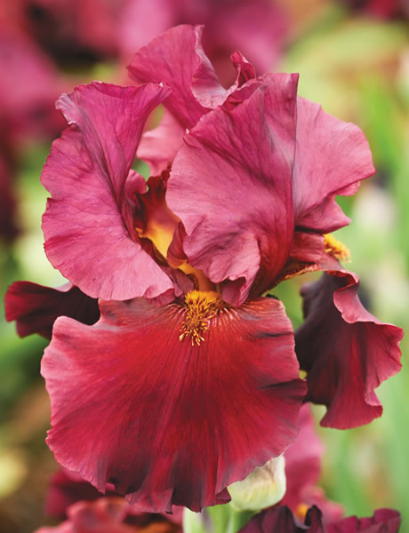 WORLD SERIES CHAMPIONS 2021! – {HEART'S, FOREVER!}